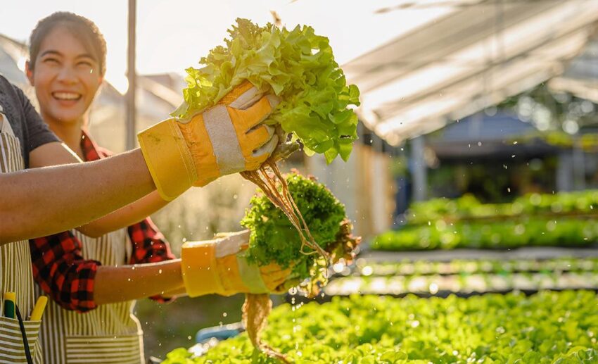 Eco-Chic: Urban Farming Spots In Malaysian Hotels & Resorts - Zafigo