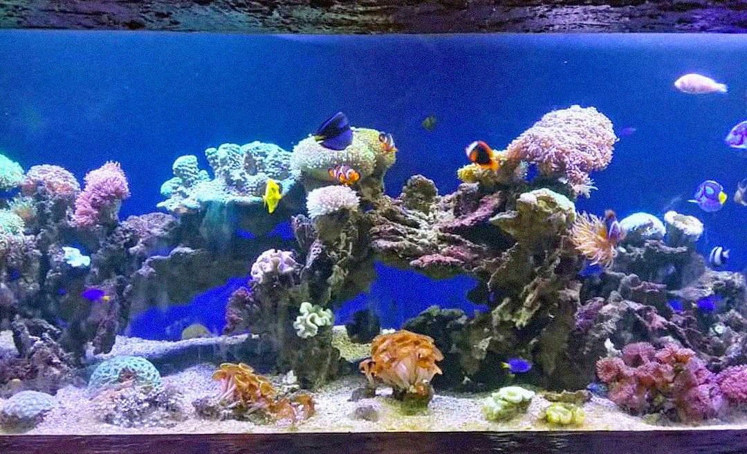 Just Keep Swimming: 7 Aquariums Worth Visiting In Malaysia - Zafigo