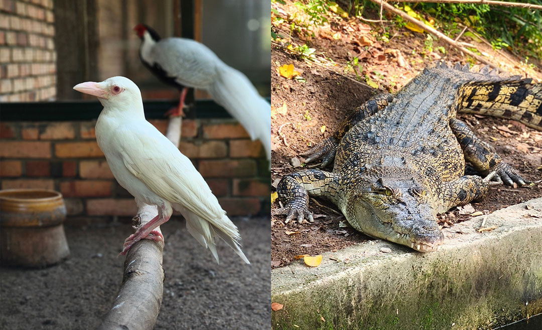 Give Names To 8 Animals Of Penang Bird Park & Earn Bragging Rights
