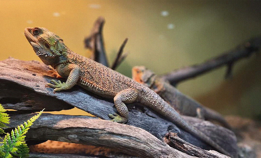 Penang Bird Park’s Reptile House Opens With Limited Offers